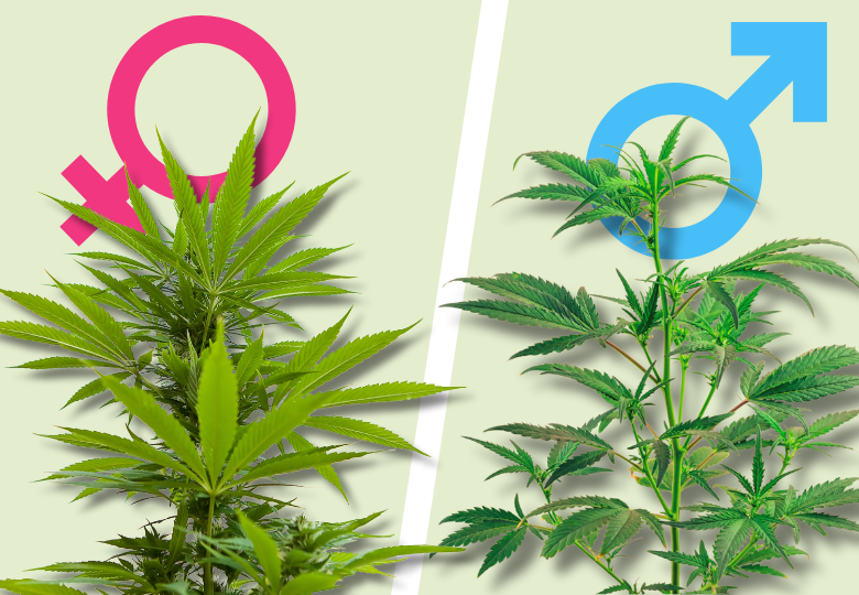 Erkennen des Geschlechts von Cannabis: Wie man männliche und weibliche Pflanzen erkennt